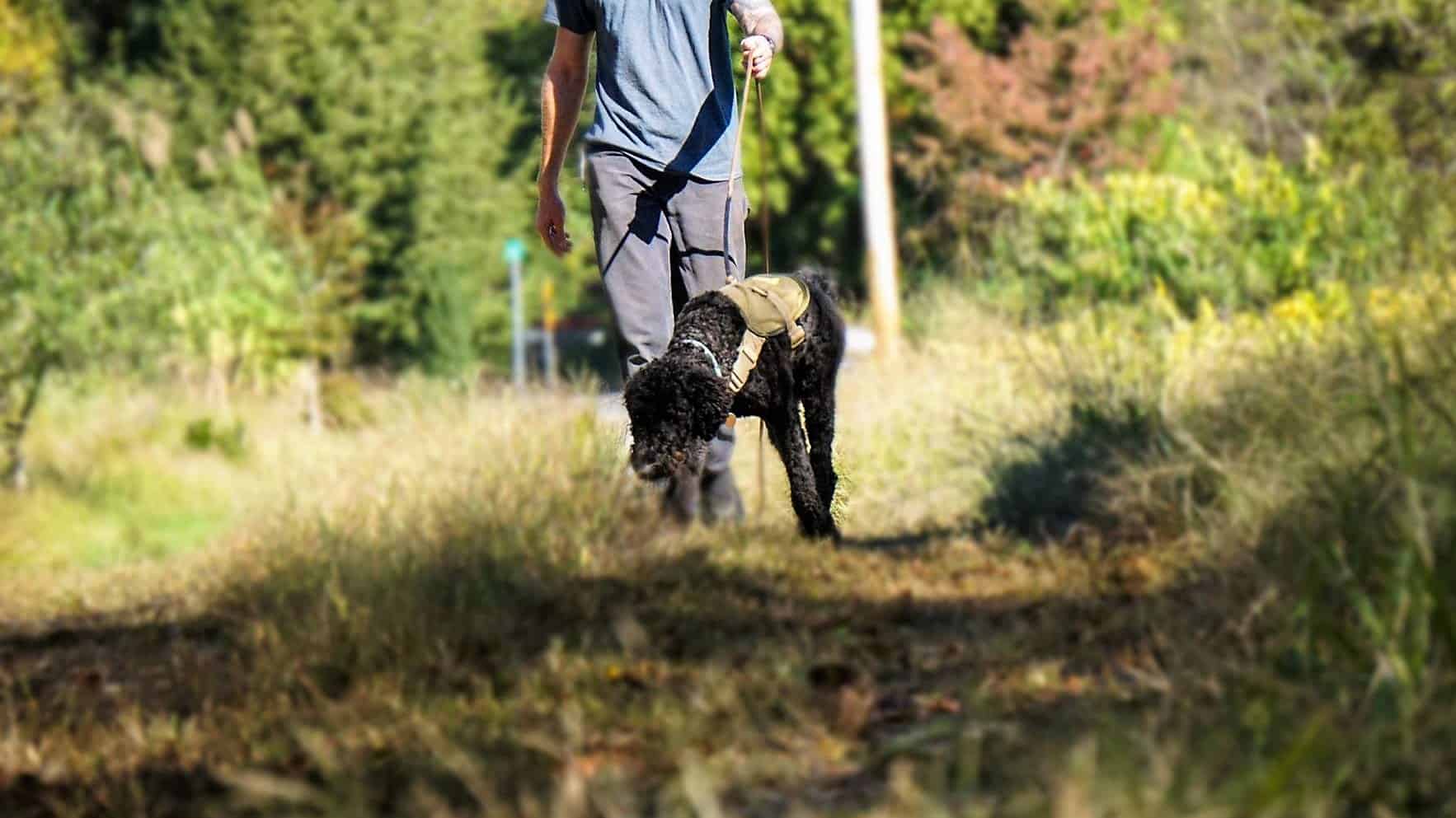 Types of Service Dogs: Which Tasks Can They Perform? - Highland Canine ...