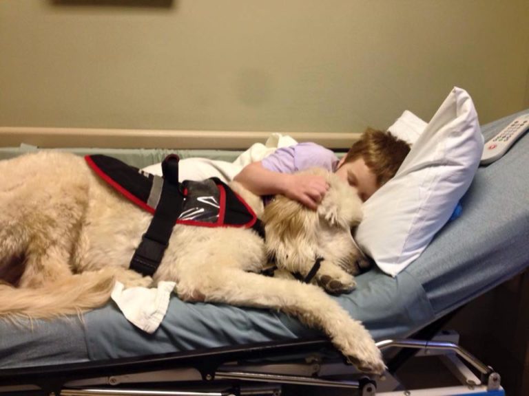 Types of Service Dogs | Autism Service Dogs