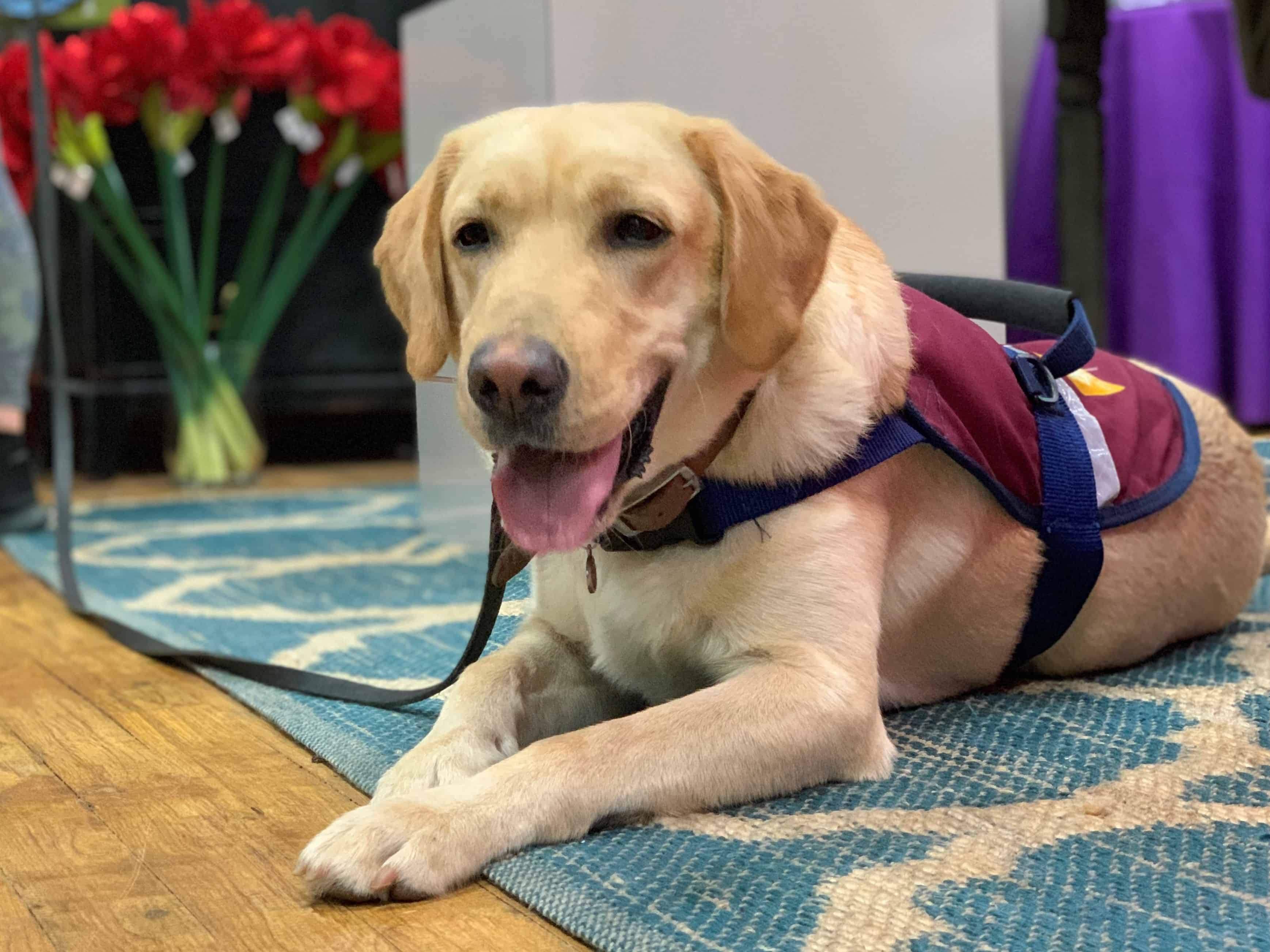 Types Of Service Dogs Which Tasks Can They Perform Highland Canine