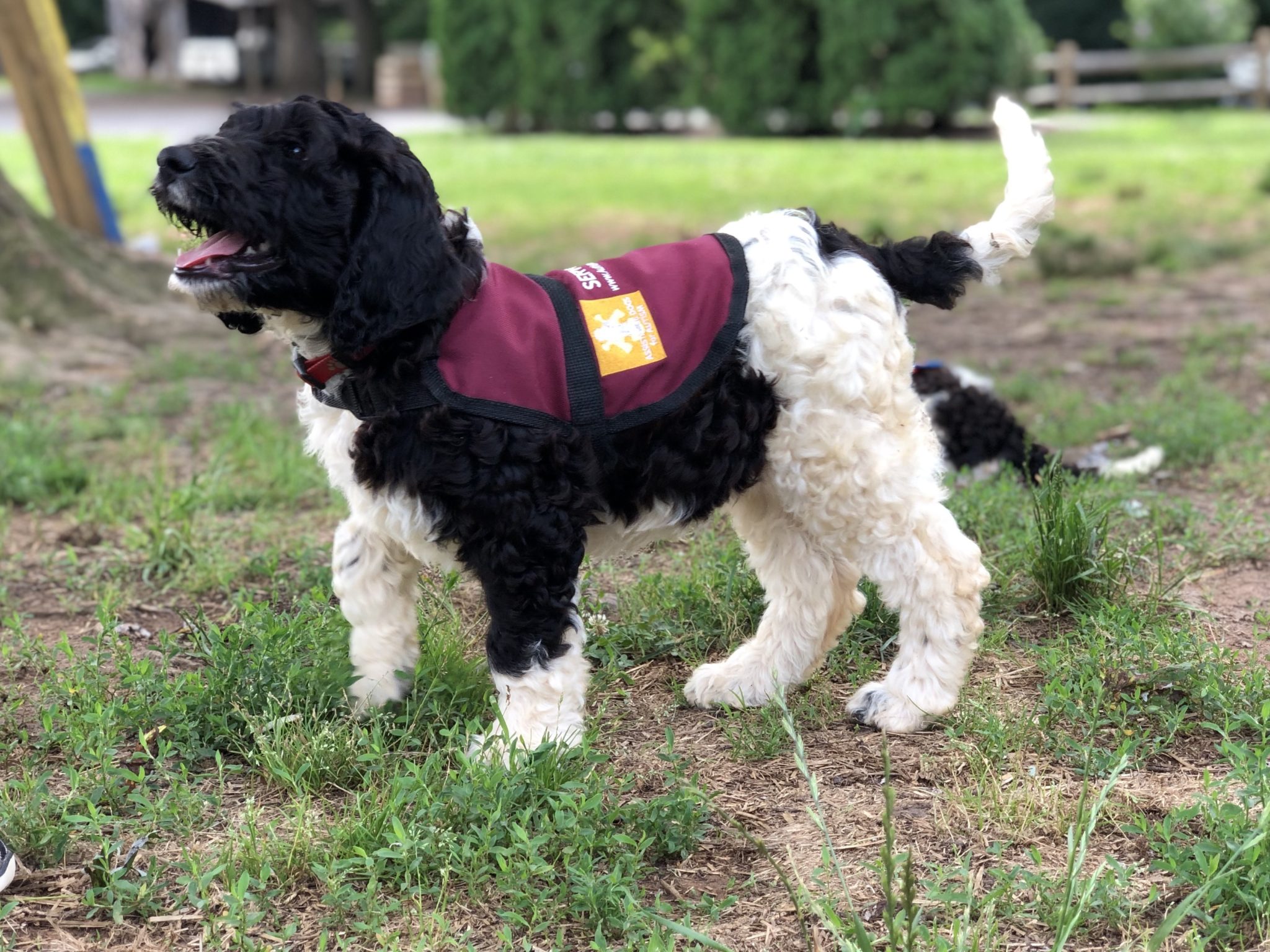 How to Pick Out the Perfect Service Dog Puppy - Highland Canine Service ...