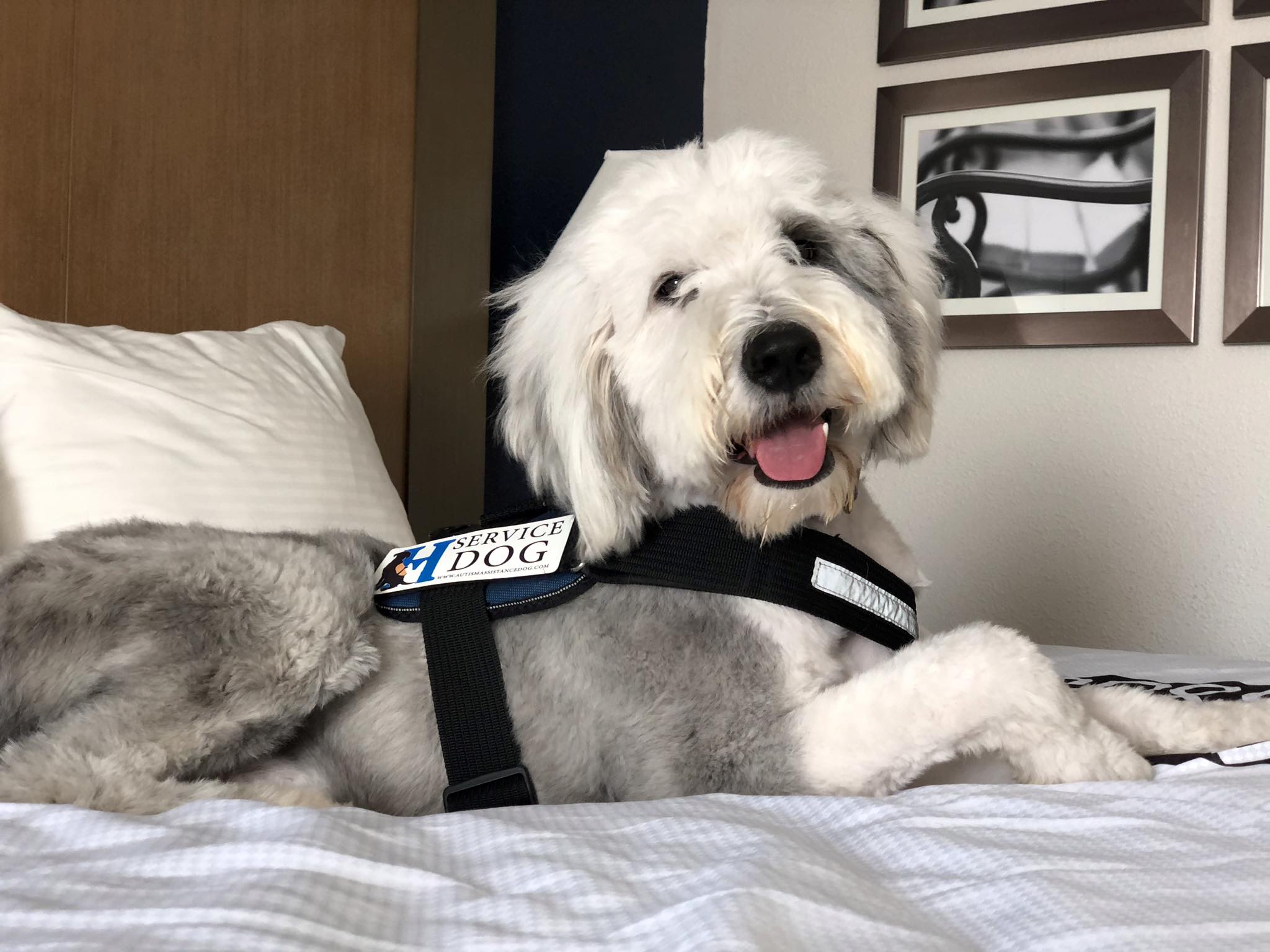 How long does it take to train a service dog? - Highland Canine Service ...