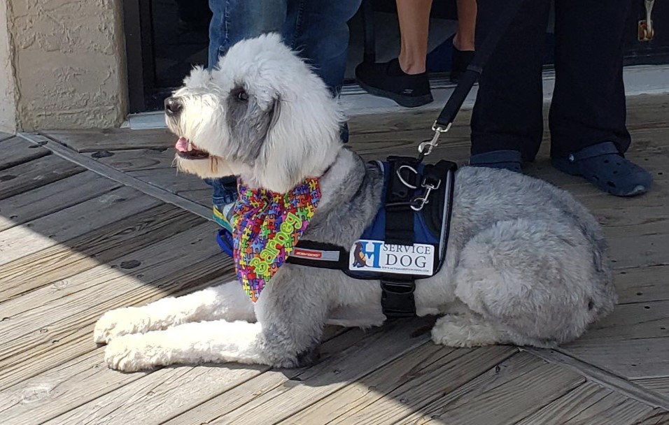 Is It Illegal To Ask For Service Dog Papers Highland Canine Service Dogs