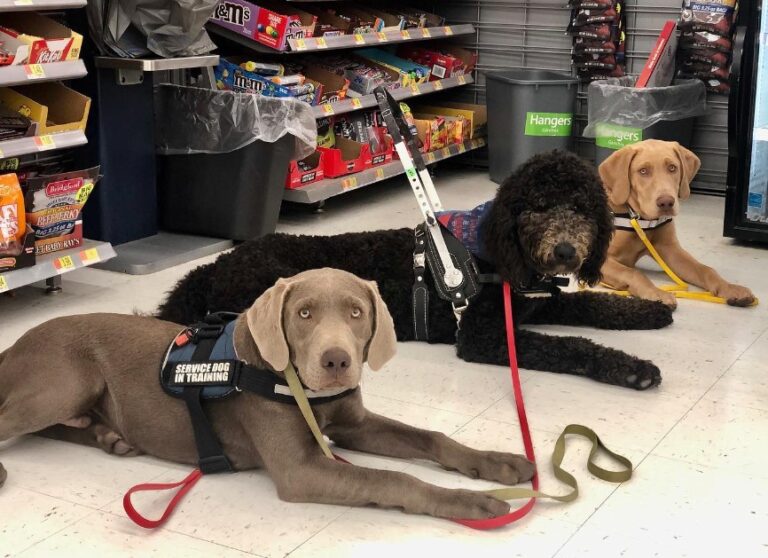  Is It Illegal To Ask For Service Dog Papers Highland Canine Service Dogs