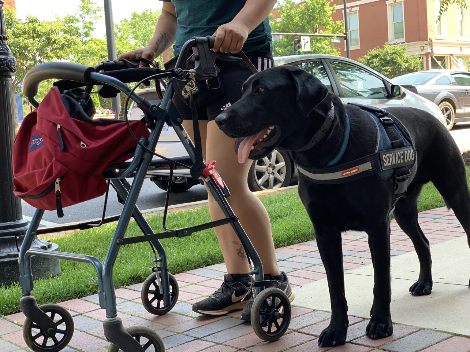 Mobility Assistance Dogs | Autism Service Dogs