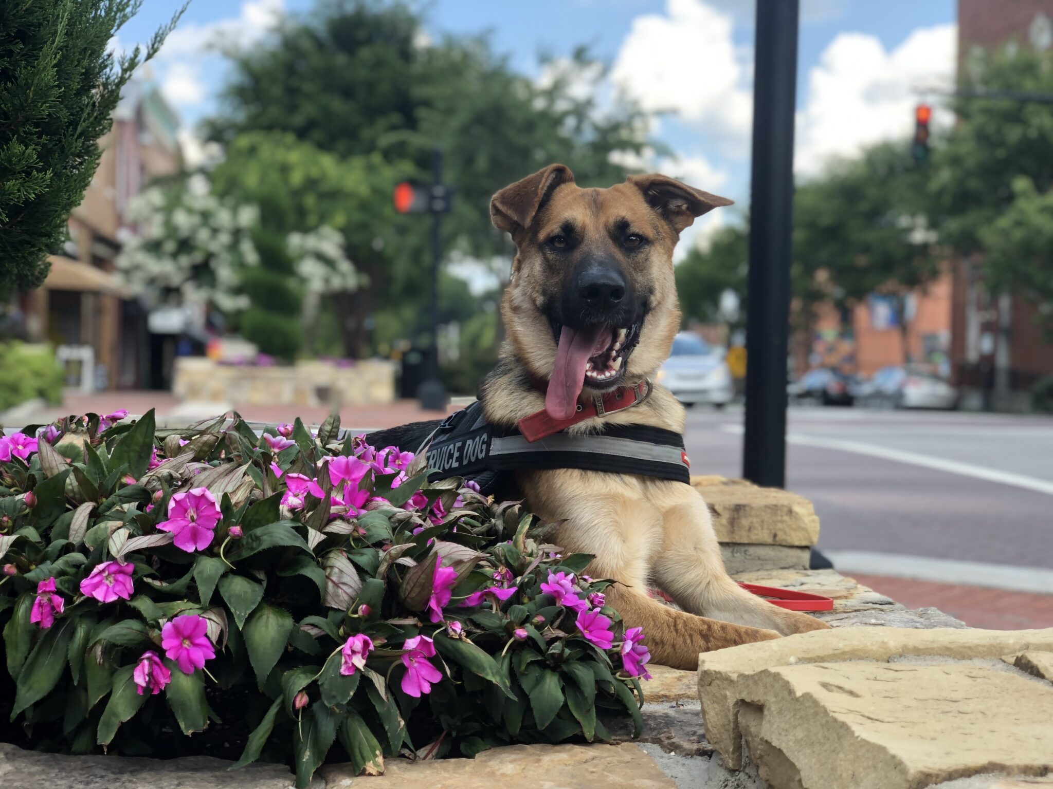 Hearing Service Dogs | Highland Canine Service Dogs