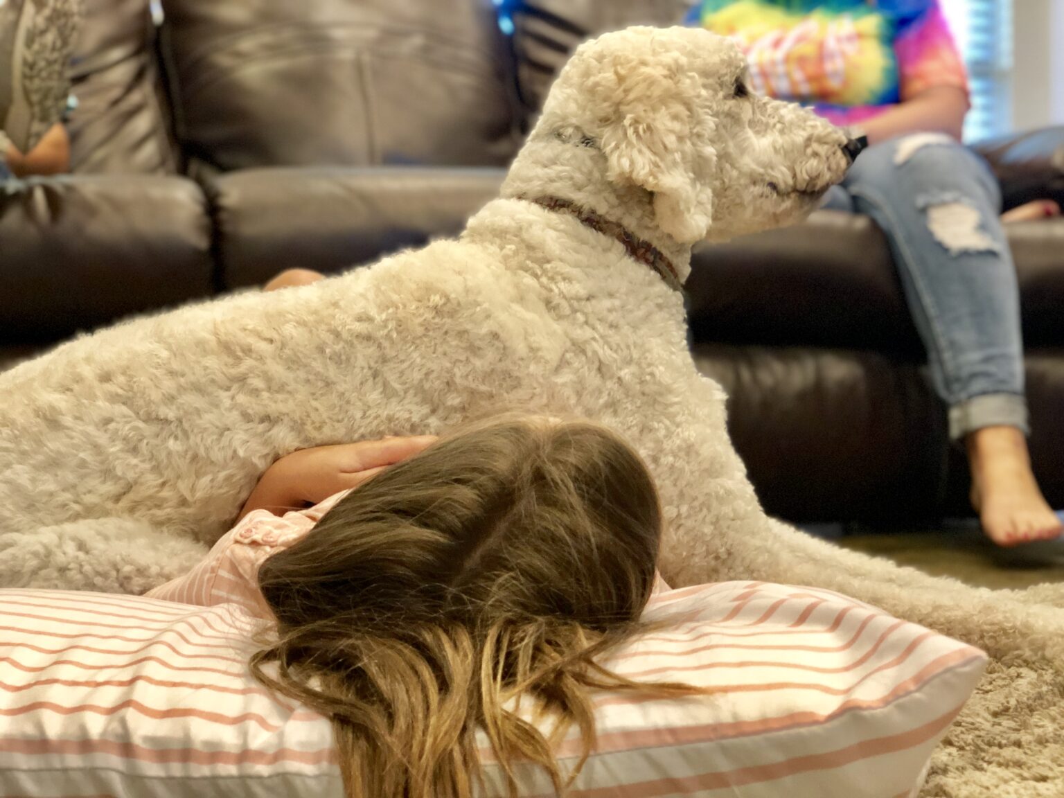 Seizure Service Dogs Highland Canine Service Dogs
