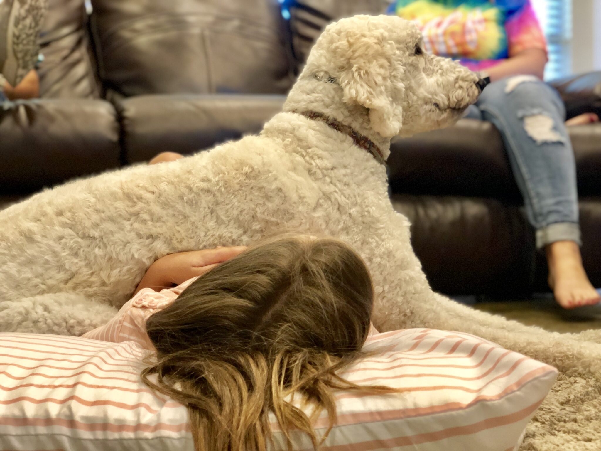 Seizure Service Dogs | Highland Canine Service Dogs
