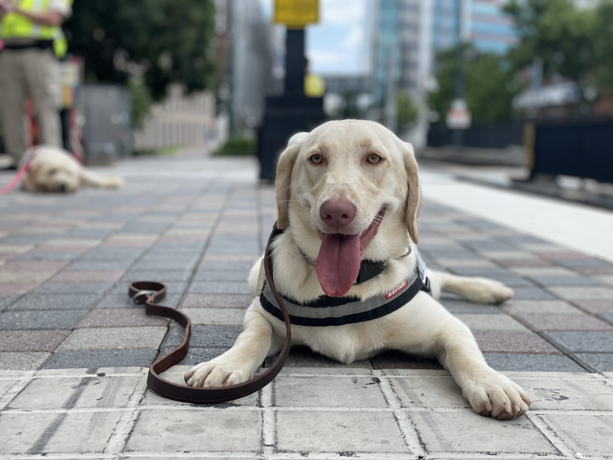 Autism Service Dogs & Service Dog Training | Highland Canine Training
