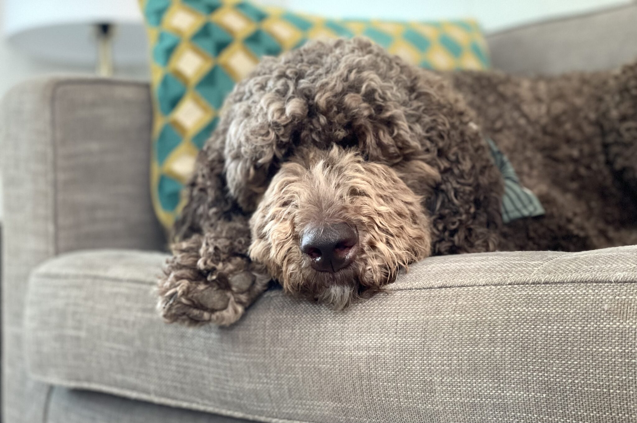 How to choose a service dog program - Autism Service Dogs