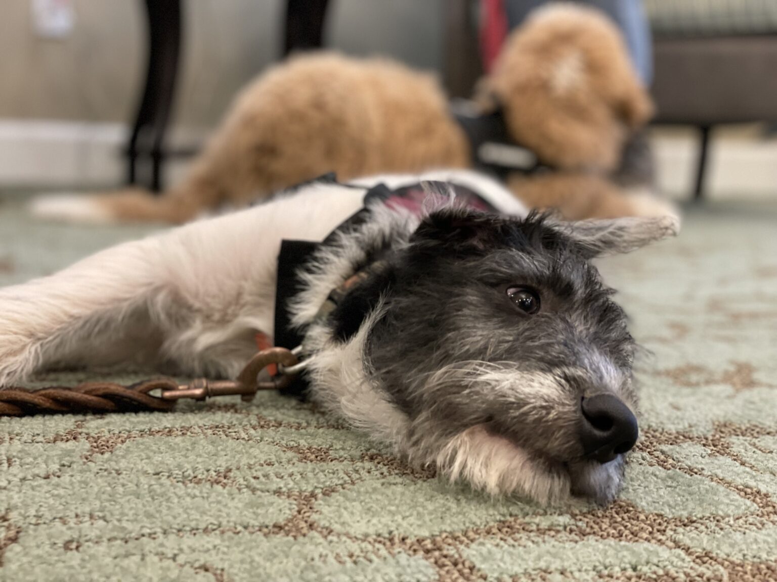 The Amazing Capabilities of PTSD Service Dogs - Highland Canine Service ...