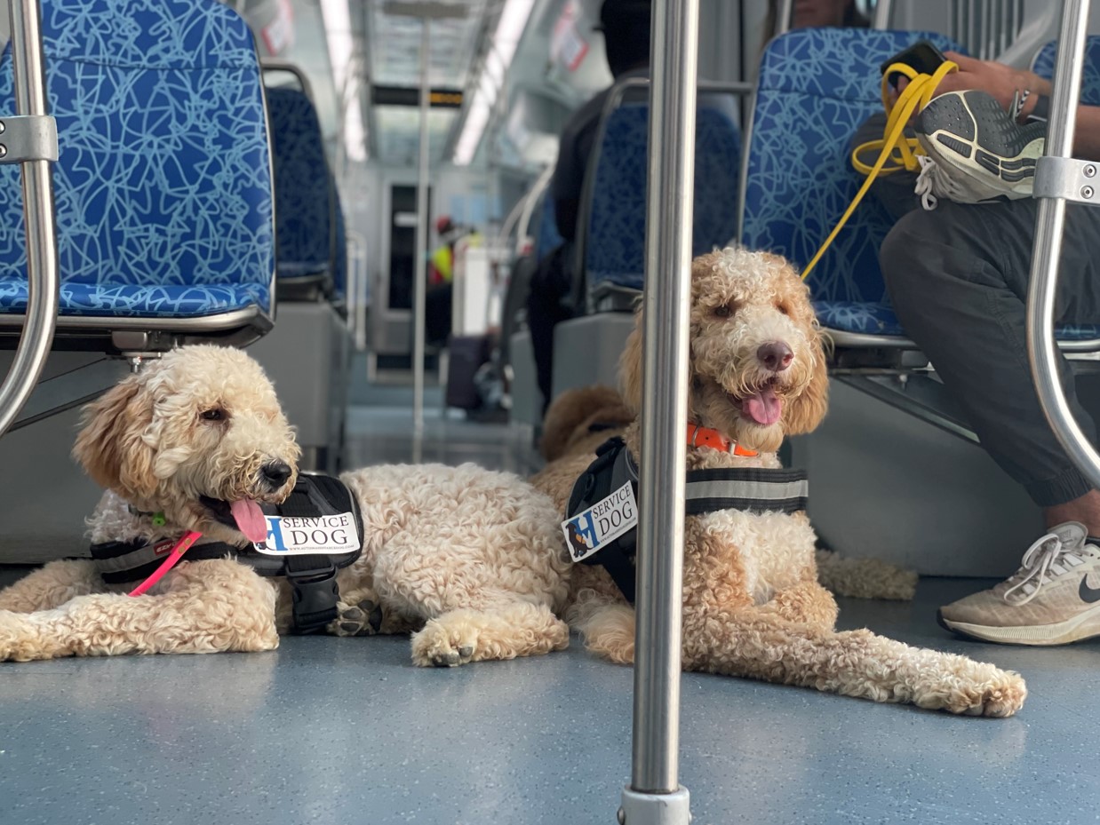 How To Behave Around A Service Dog - Highland Canine Service Dogs