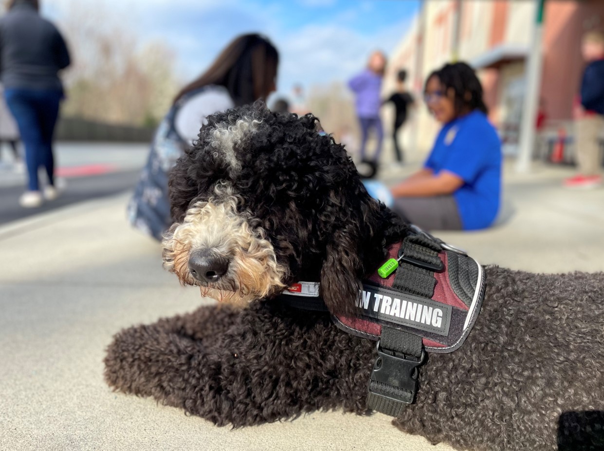 How To Behave Around A Service Dog - Highland Canine Service Dogs