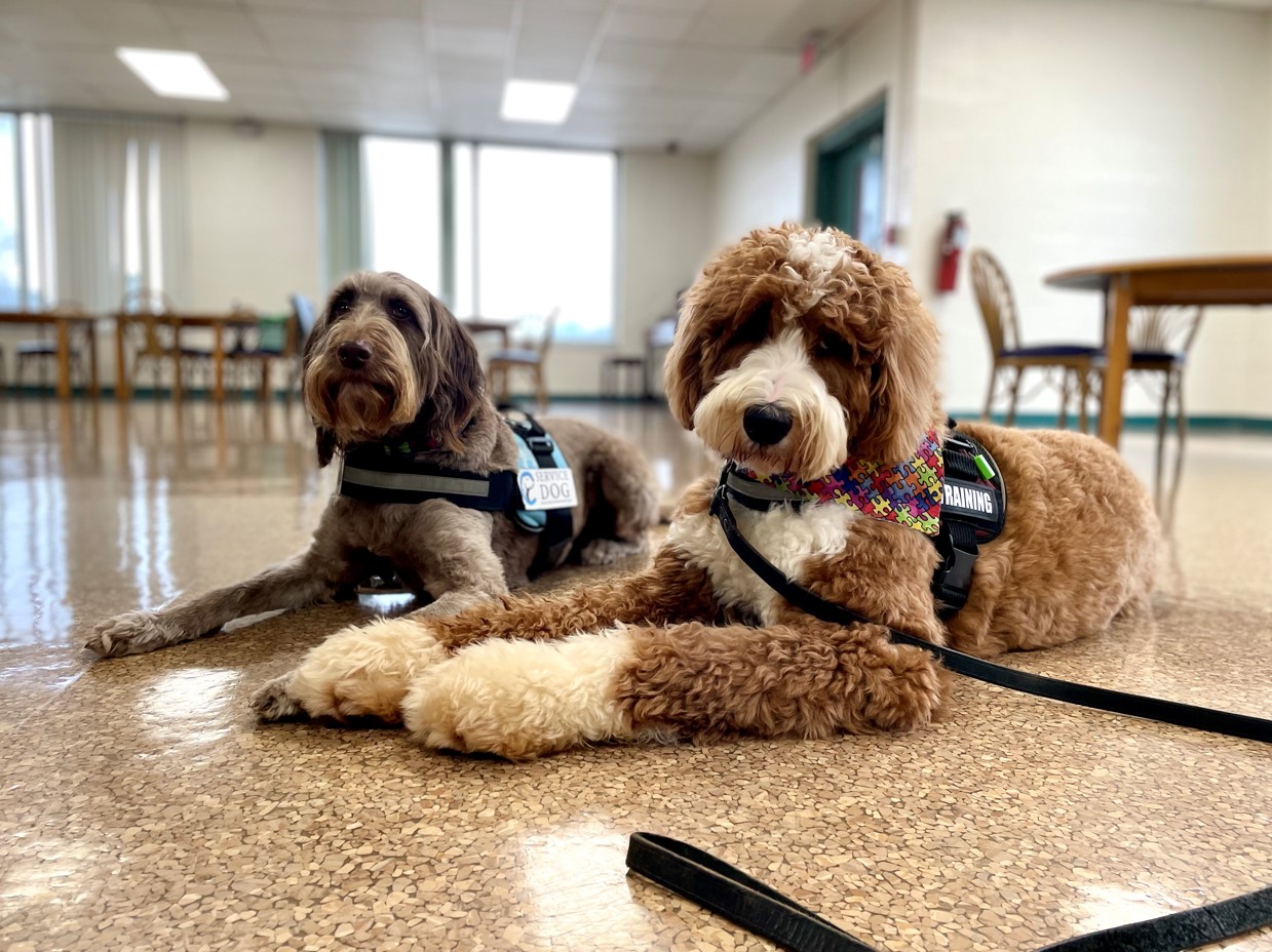 How To Behave Around A Service Dog - Highland Canine Service Dogs