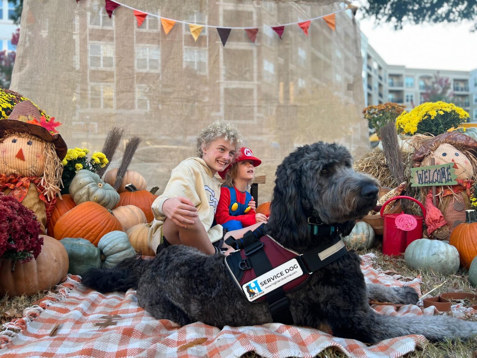 How To Get A Service Dog: What Are Your Options? - Highland Canine ...