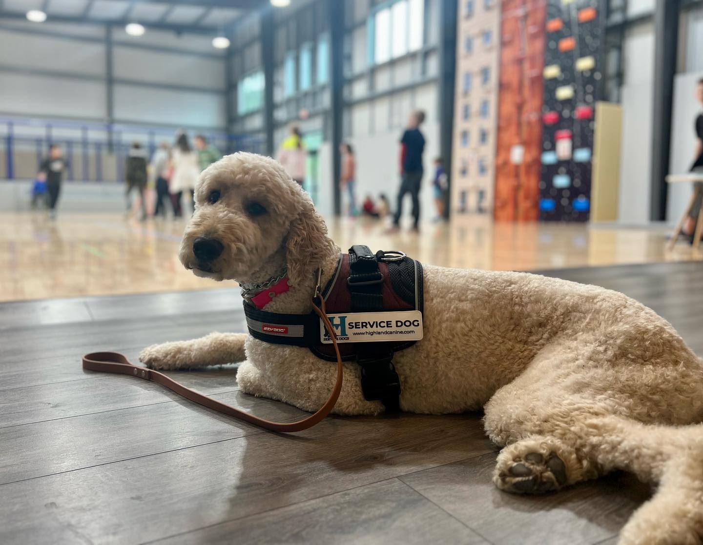 How To Get A Service Dog: What Are Your Options? - Highland Canine ...