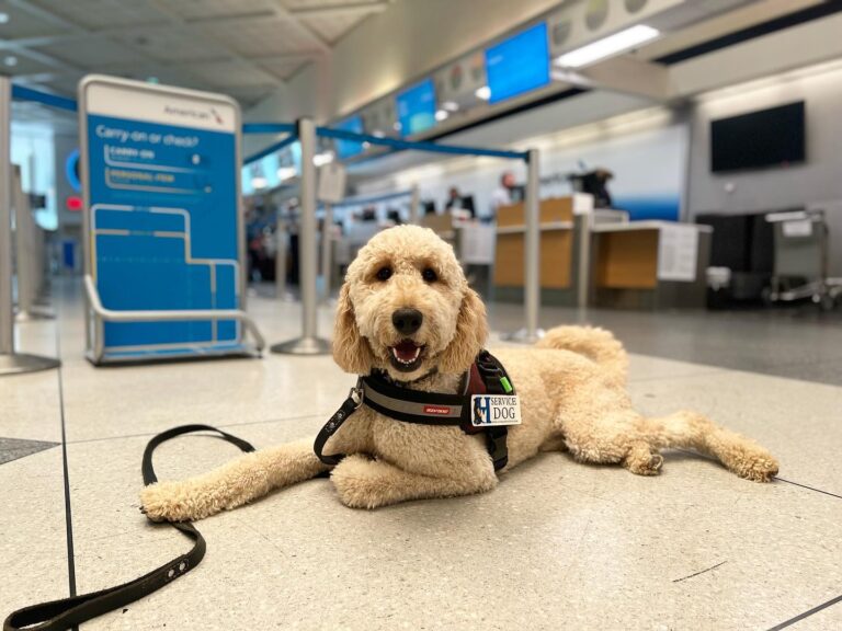 How To Train A Puppy To Be A Service Dog - Highland Canine Service Dogs