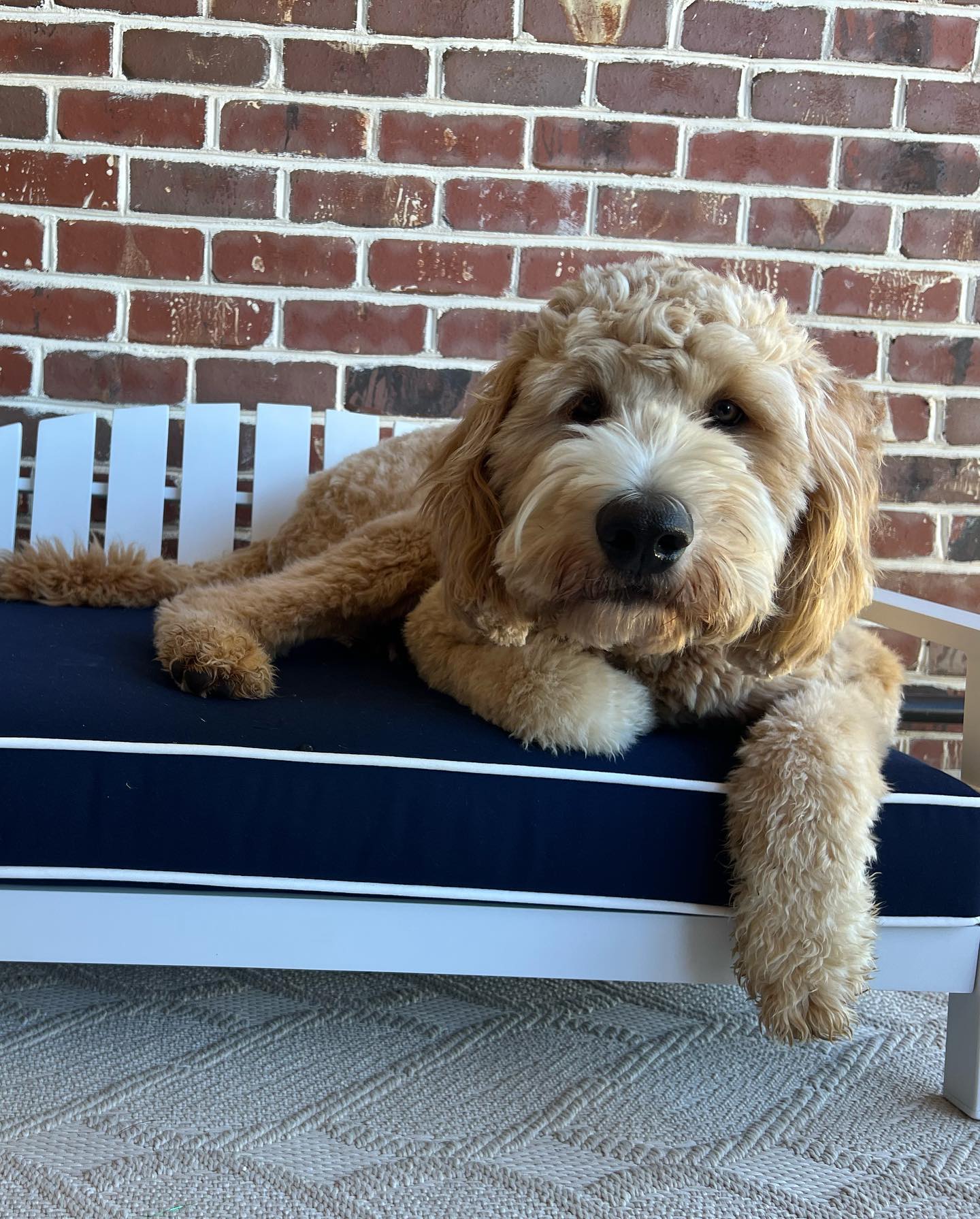 How To Train A Puppy To Be A Service Dog - Highland Canine Service Dogs