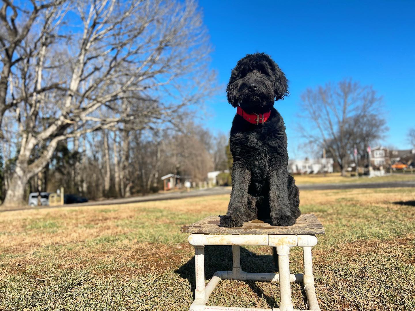 How To Train A Puppy To Be A Service Dog - Highland Canine Service Dogs