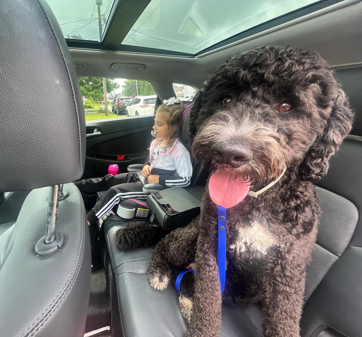 Service Dog Deliveries: What You Need To Know - Highland Canine Service ...