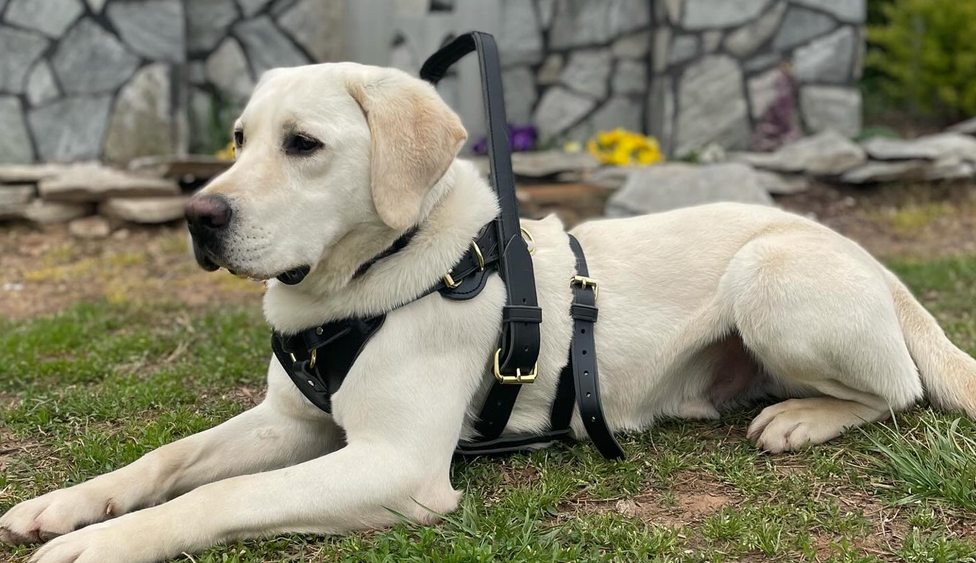How To Train A Mobility Service Dog - Highland Canine Service Dogs