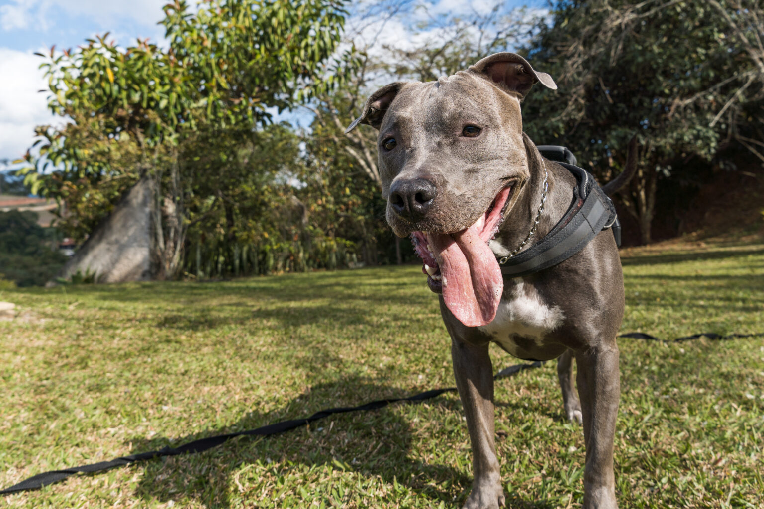 Blog, News & Information | Autism Service Dogs